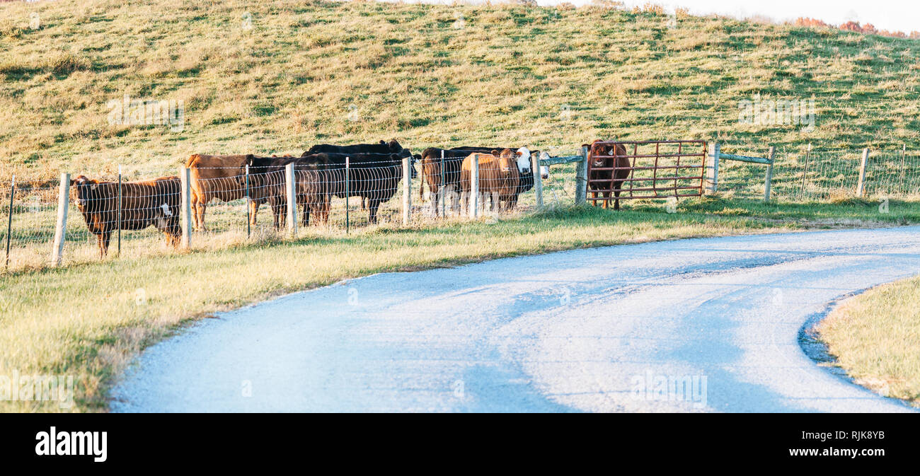 Cows animals agriculture cattle hi-res stock photography and images - Alamy
