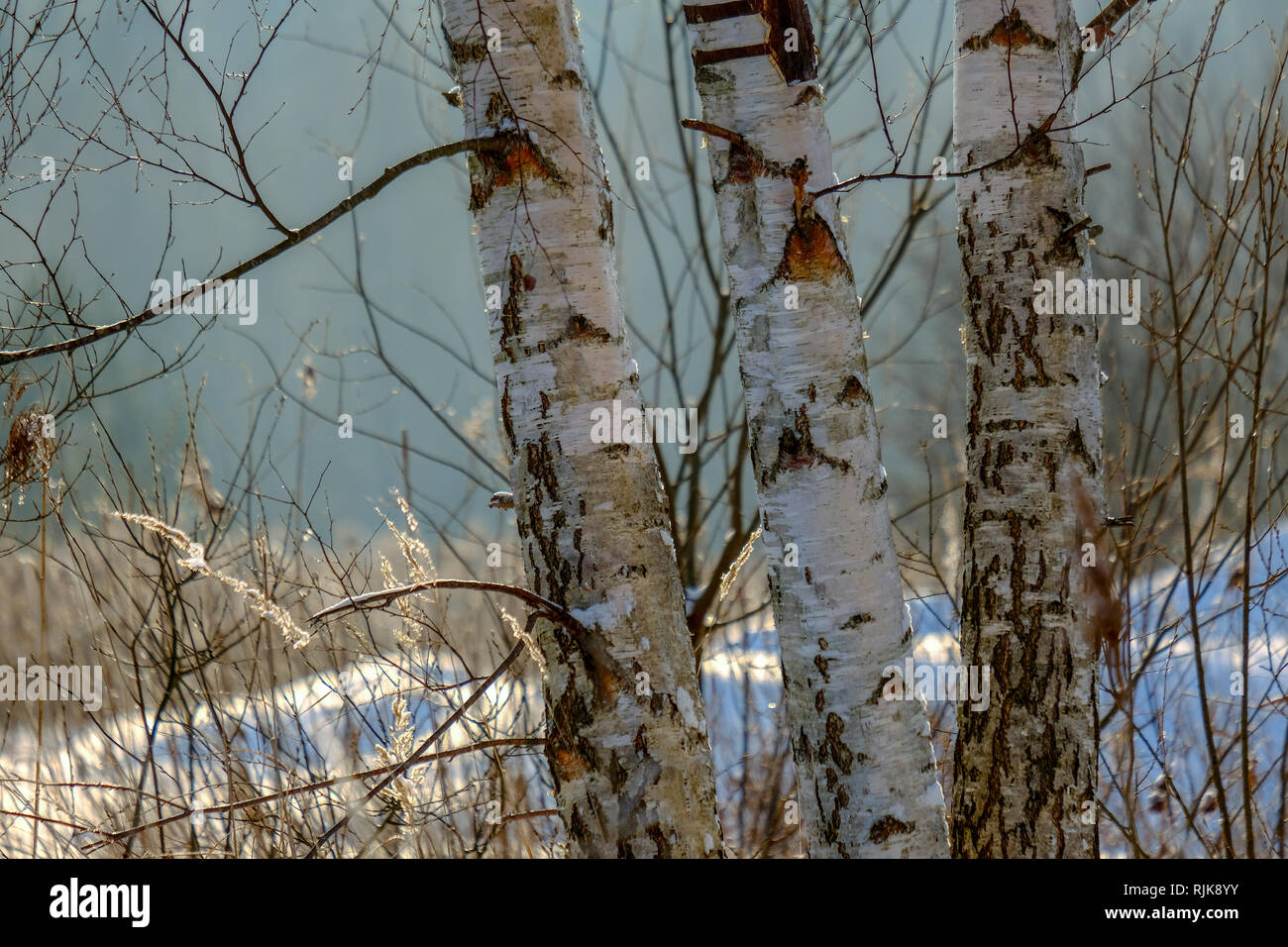 frozen birch trees casting shadows in snow . winter frost all over ...
