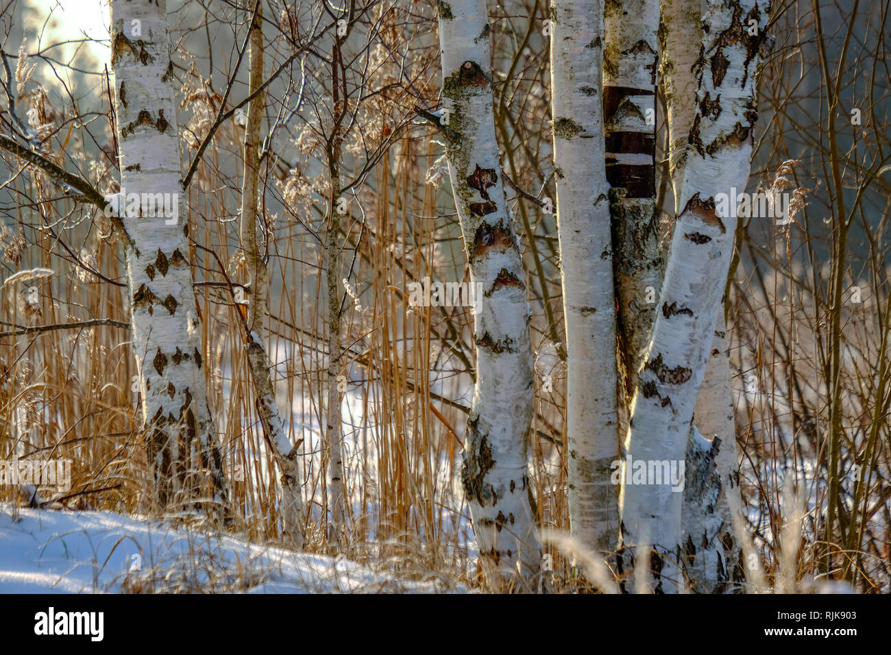 frozen birch trees casting shadows in snow . winter frost all over ...