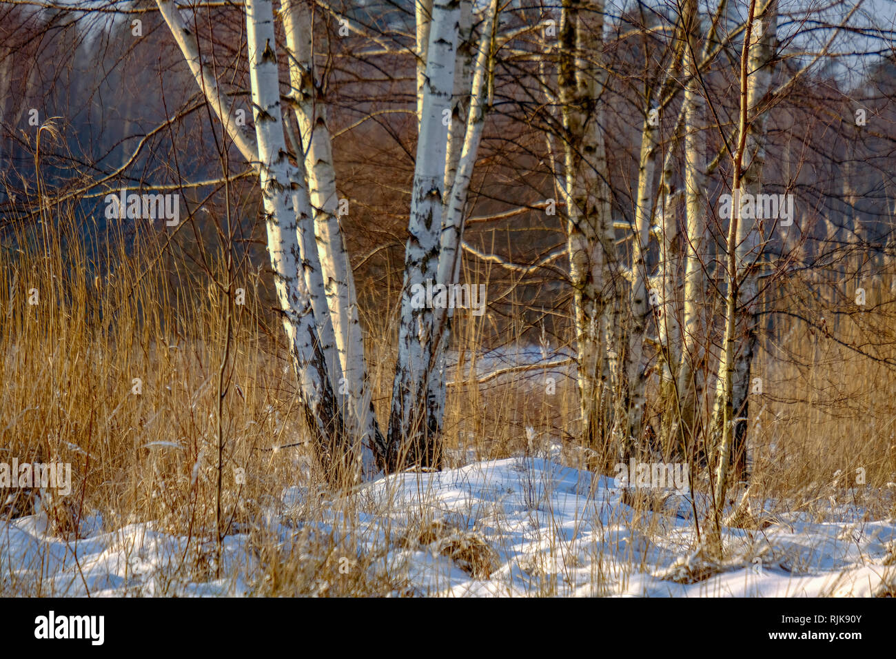frozen birch trees casting shadows in snow . winter frost all over field Stock Photo - Alamy