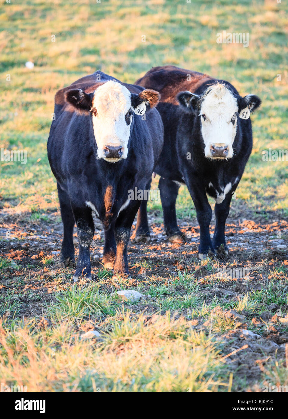 Farm field in central kentucky hi-res stock photography and images - Alamy