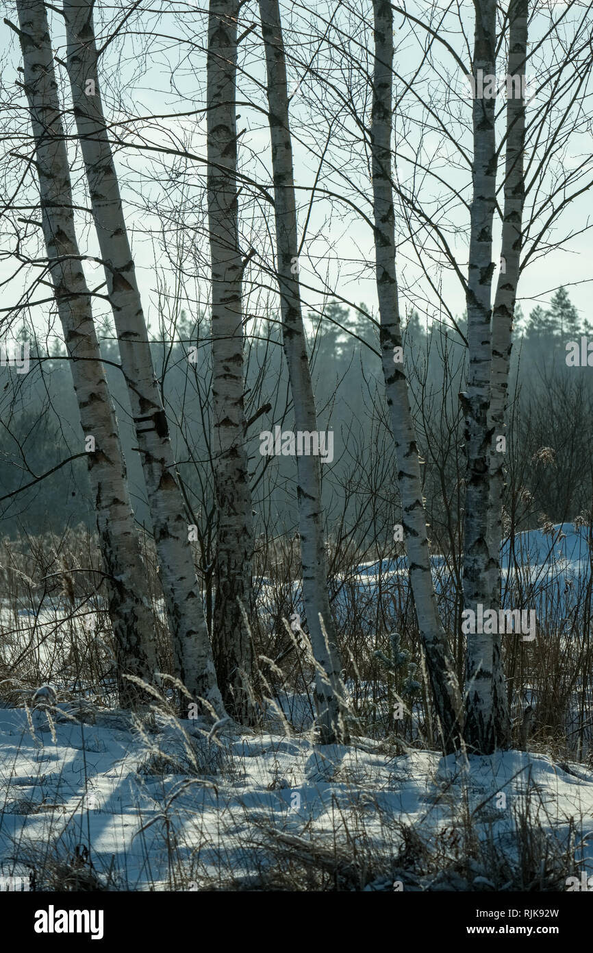 frozen birch trees casting shadows in snow . winter frost all over ...