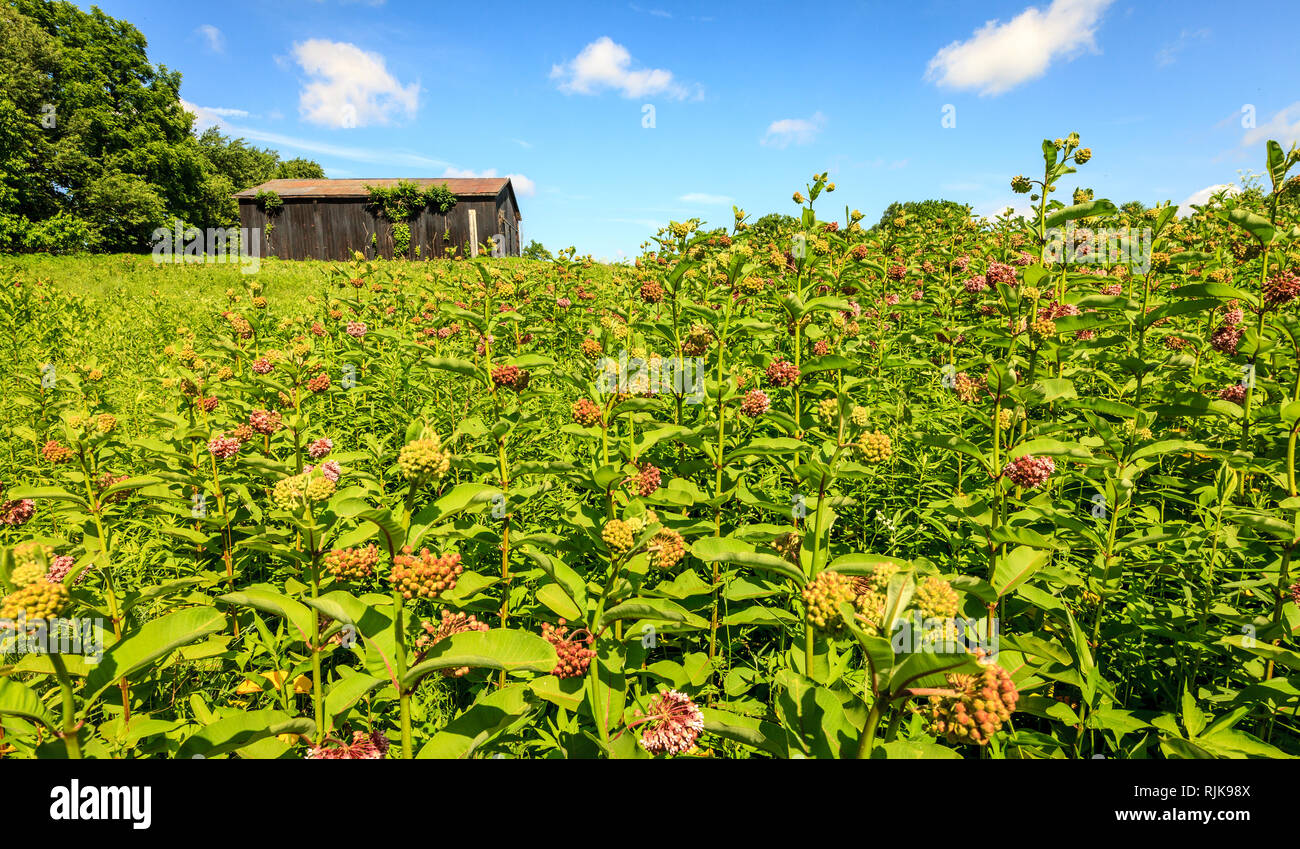 Rural scene with a barn and wildflowers in Central Kentucky in summer ...