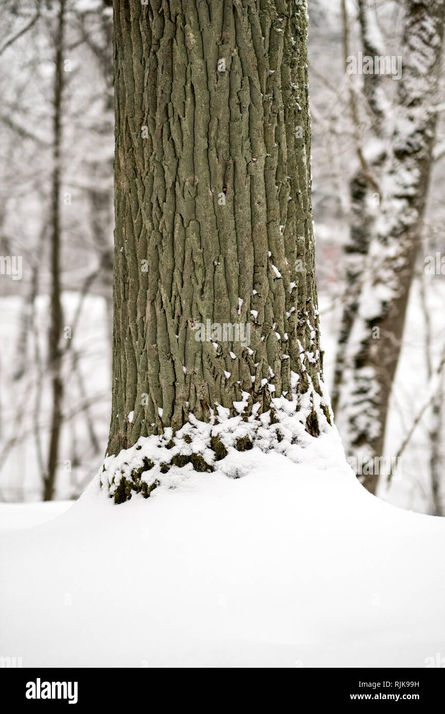 Lake covered fog alone tree hi-res stock photography and images - Alamy