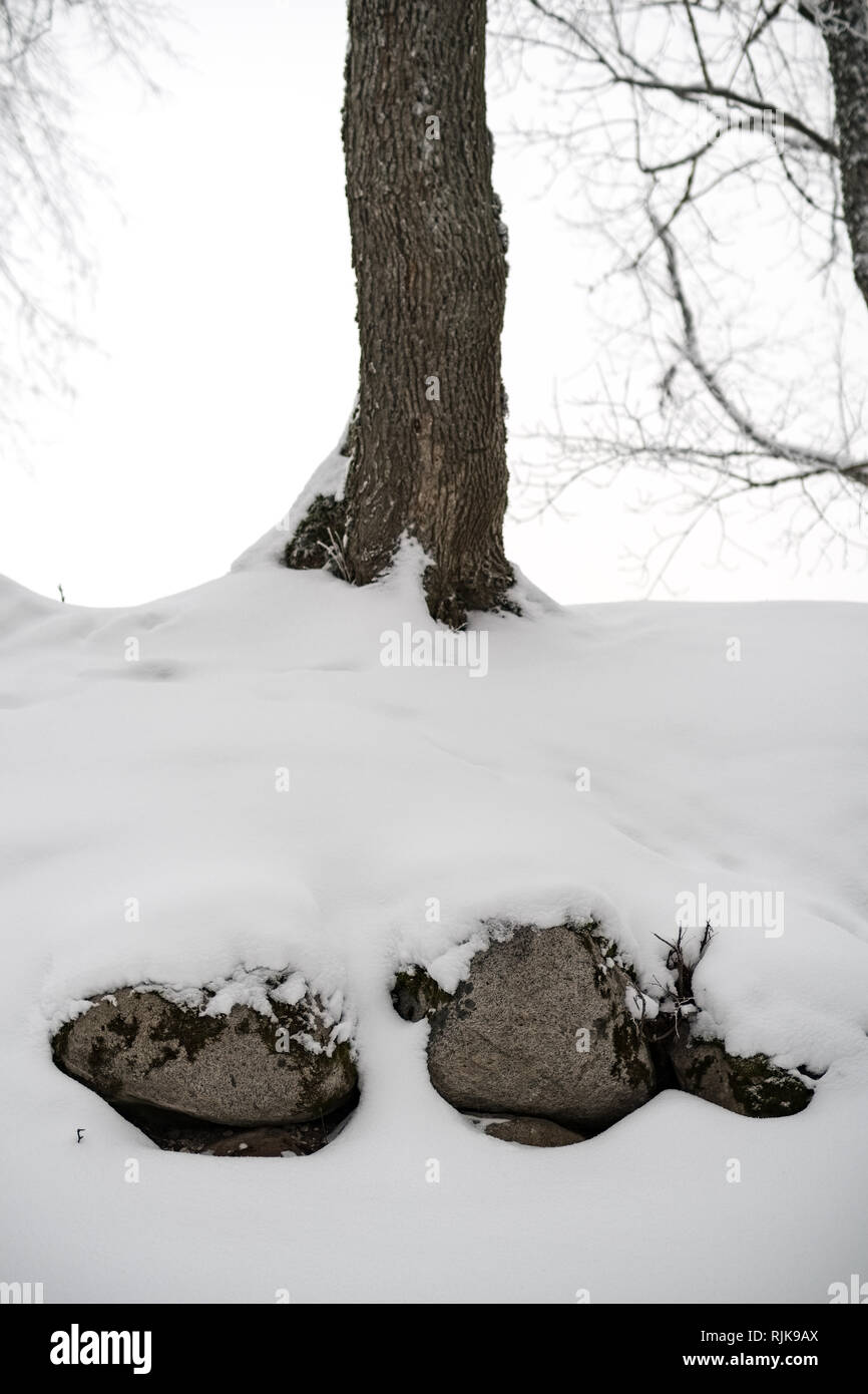 snow covered trees in winter forest. overcast day with loads of snow ...