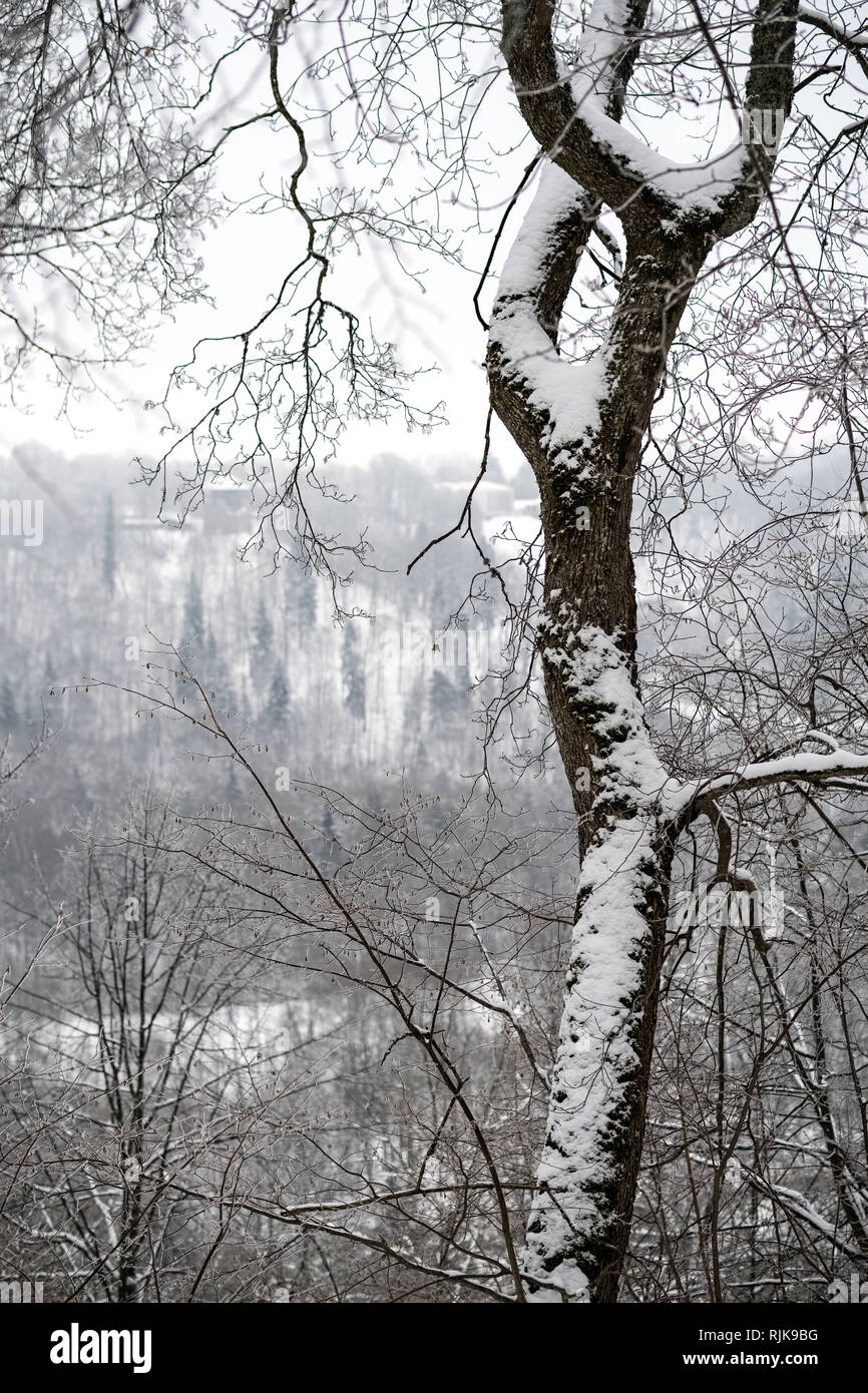 snow covered trees in winter forest. overcast day with loads of snow ...