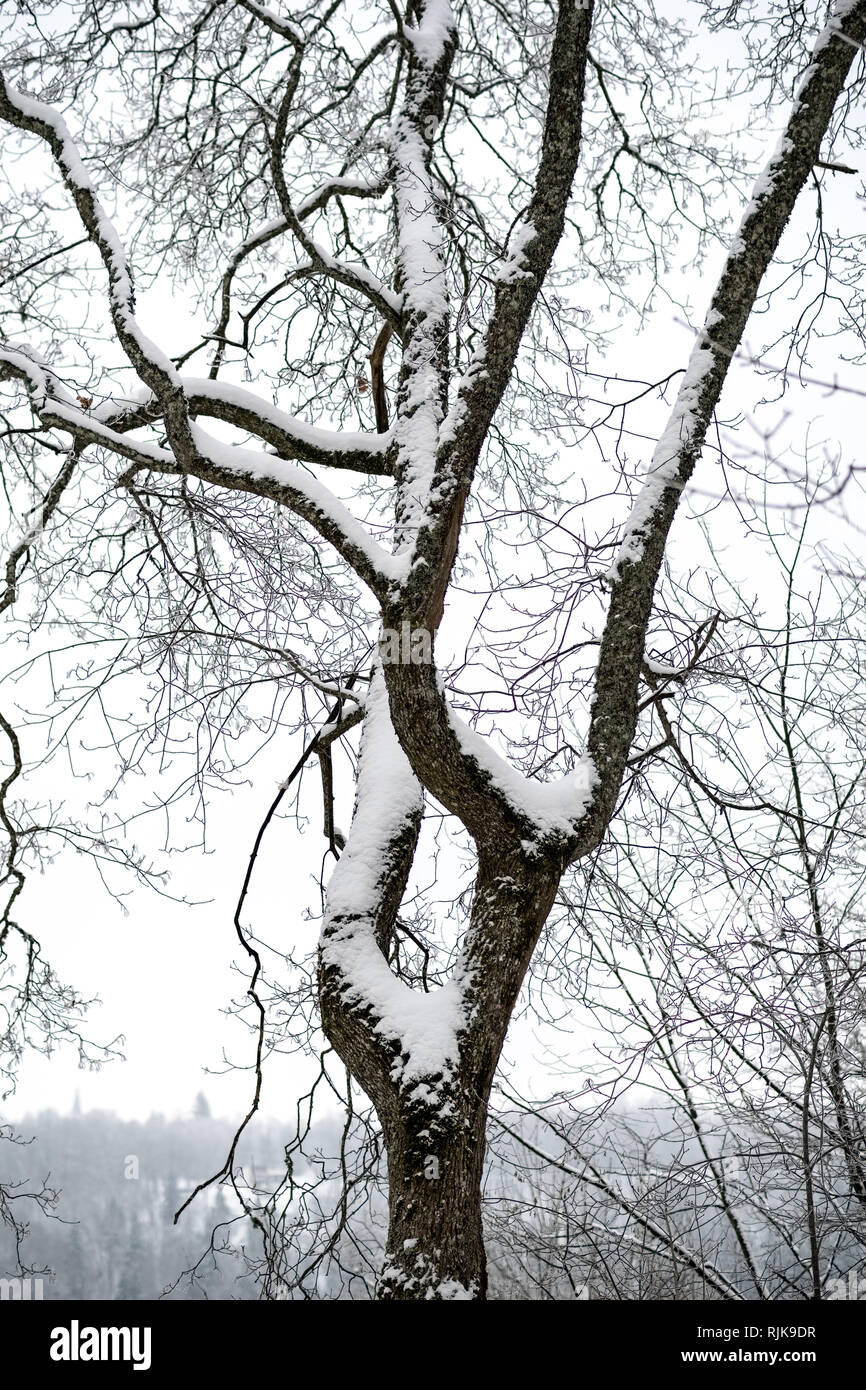 snow covered trees in winter forest. overcast day with loads of snow ...