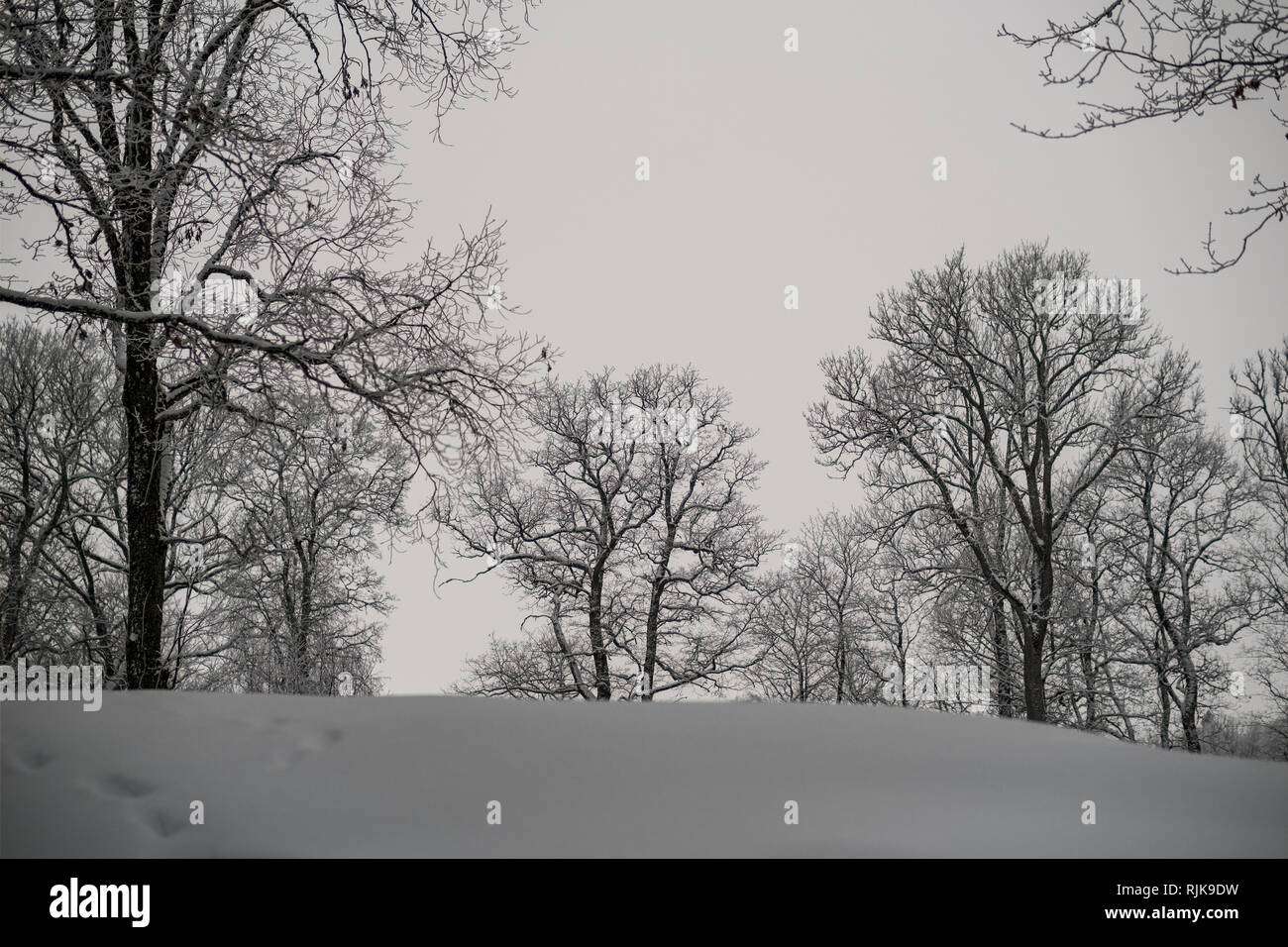 snow covered trees in winter forest. overcast day with loads of snow ...