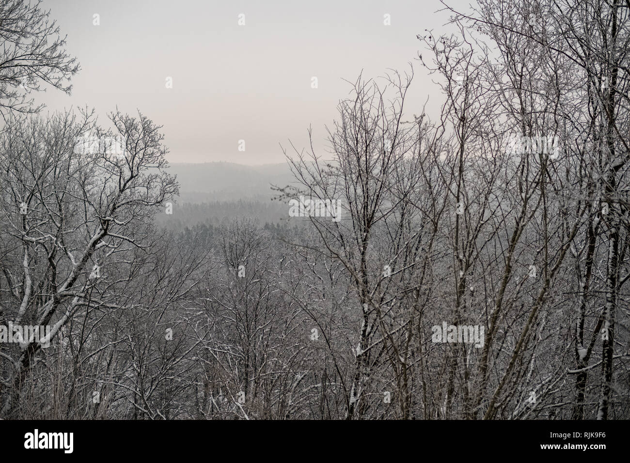 snow covered trees in winter forest. overcast day with loads of snow ...