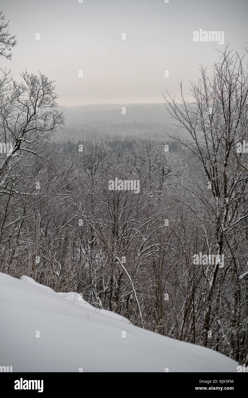 snow covered trees in winter forest. overcast day with loads of snow ...