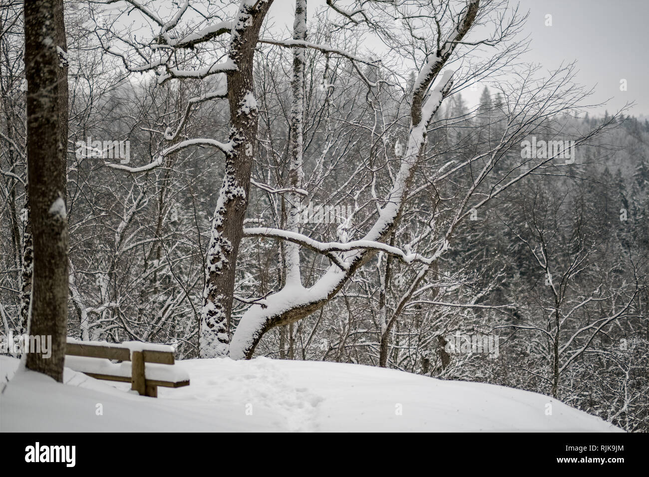 snow covered trees in winter forest. overcast day with loads of snow ...