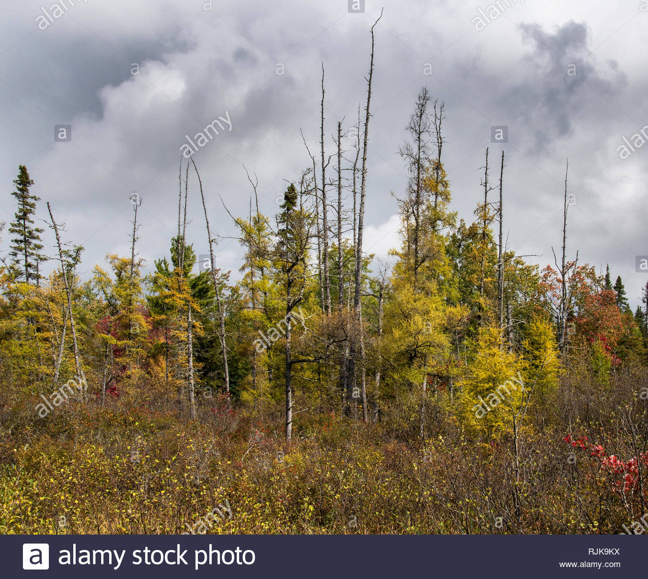 Tamarack Trees High Resolution Stock Photography and Images - Alamy