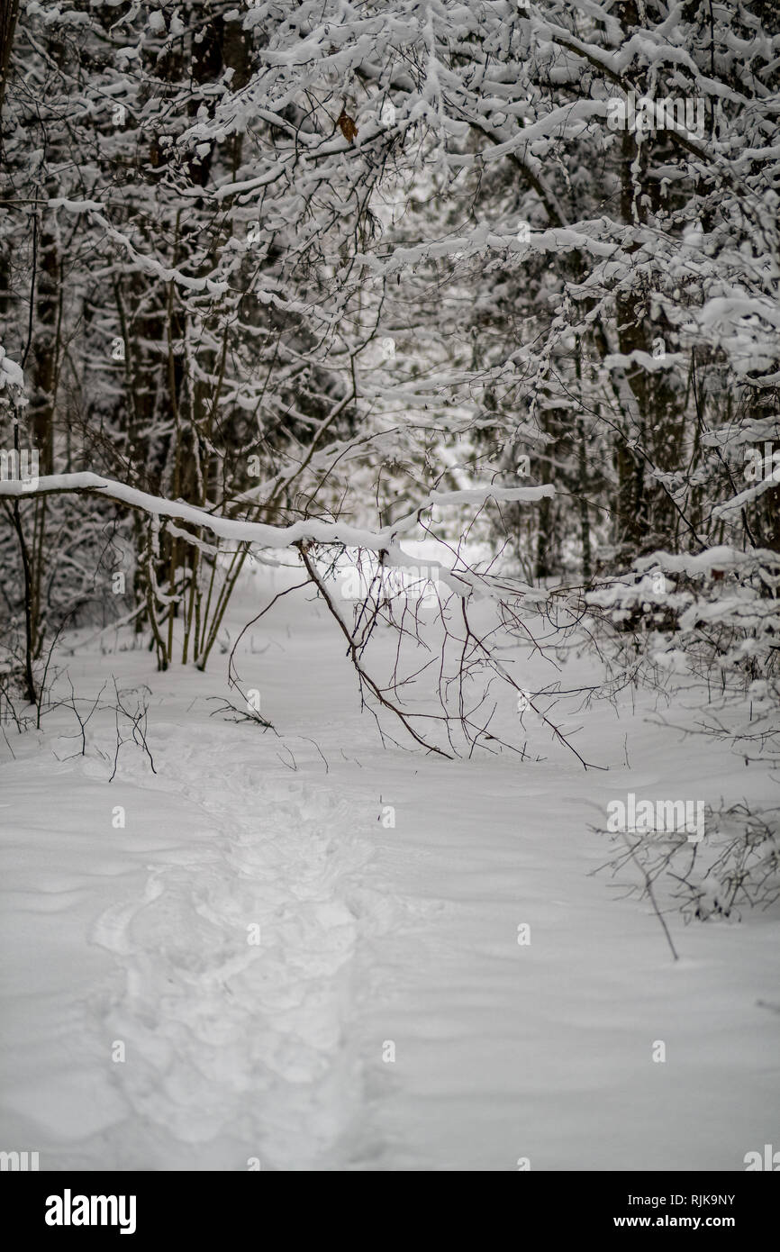 snow covered trees in winter forest. overcast day with loads of snow ...