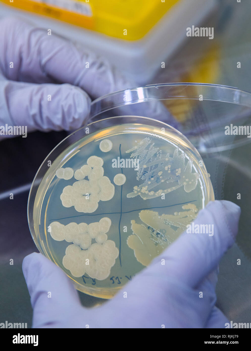 E.coli bacteria hi-res stock photography and images - Alamy