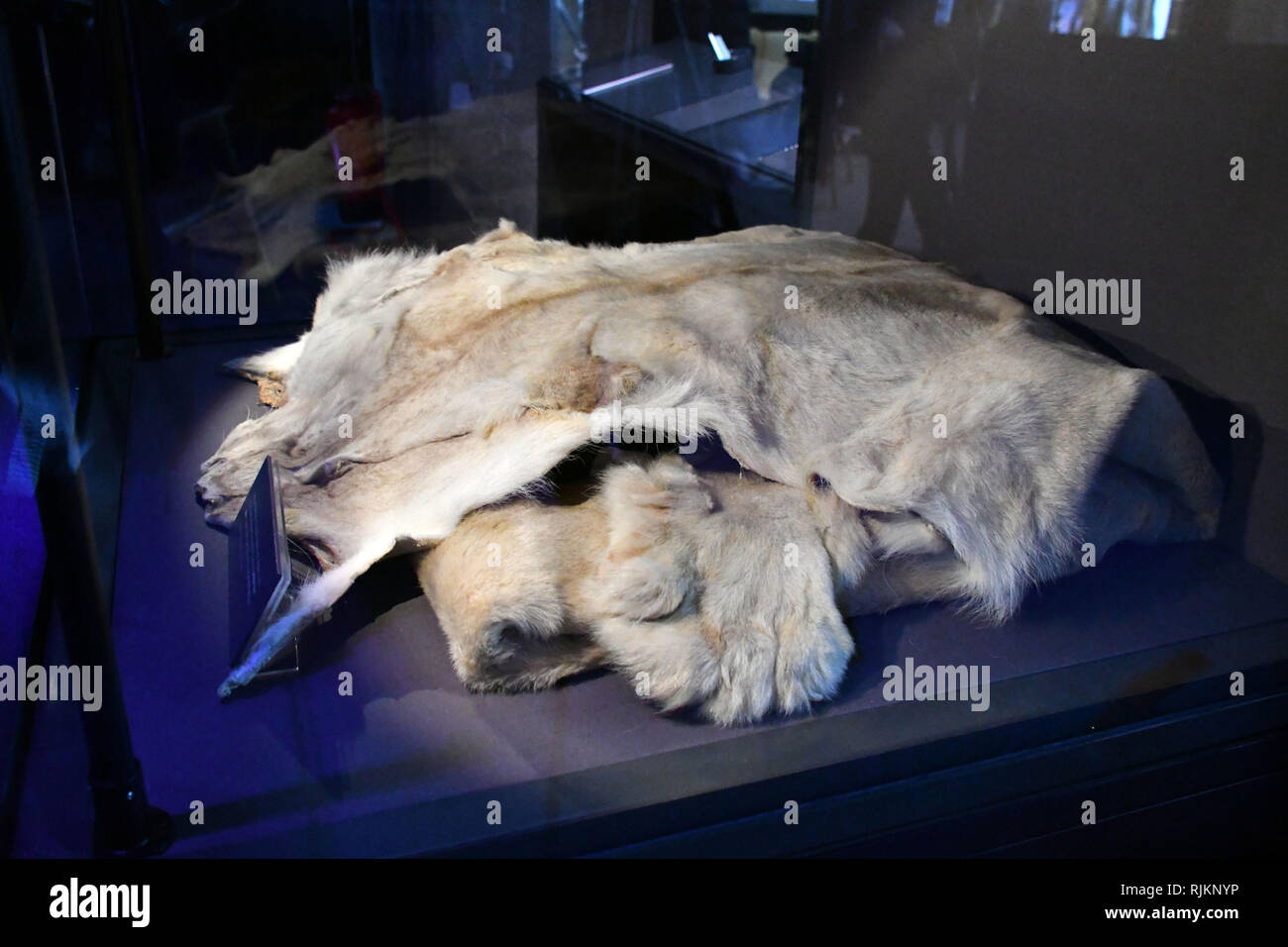 London, UK. 7th Feb 2019. White lion skin which was draped on Nelson ...