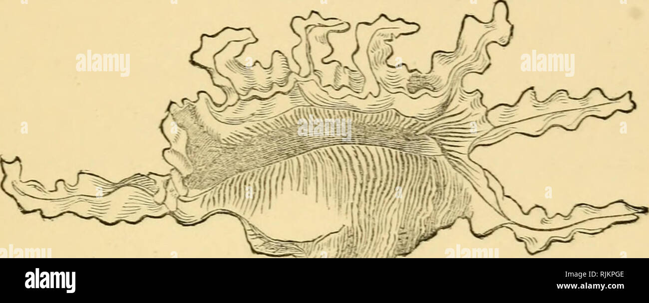 Strombus latissimus hi-res stock photography and images - Alamy
