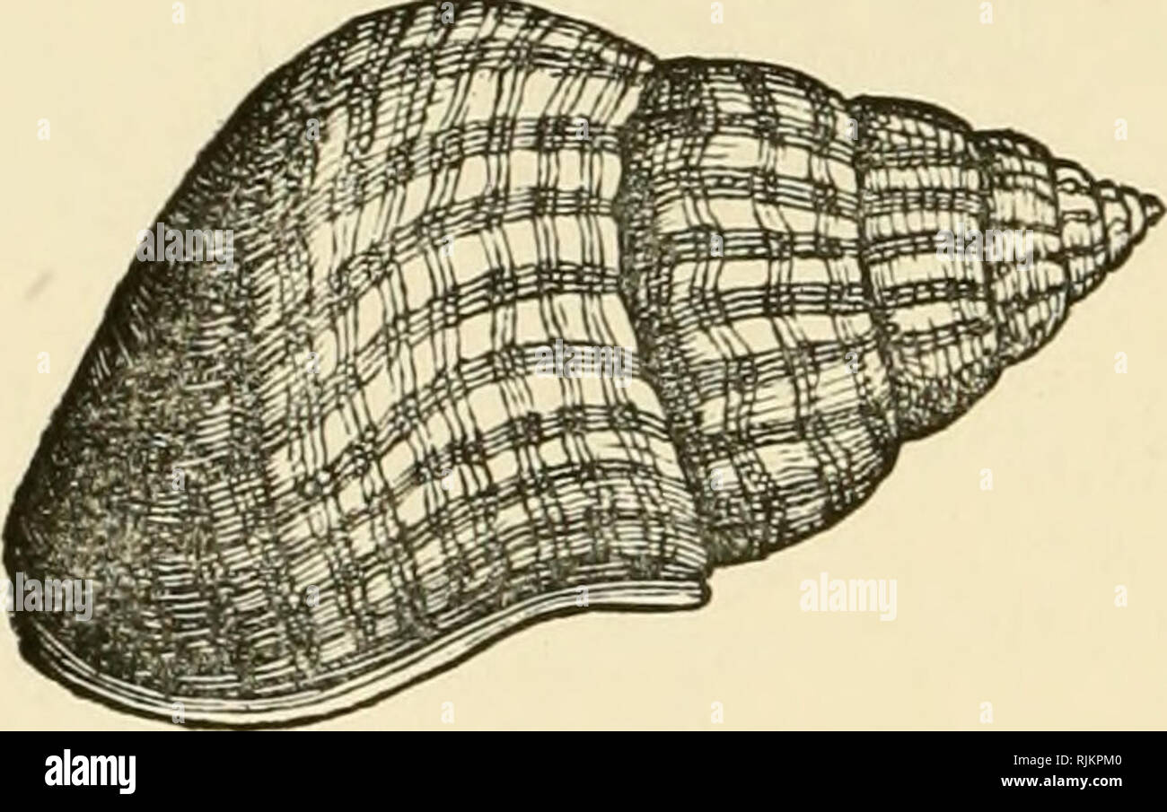 Beautiful Shells Drawings