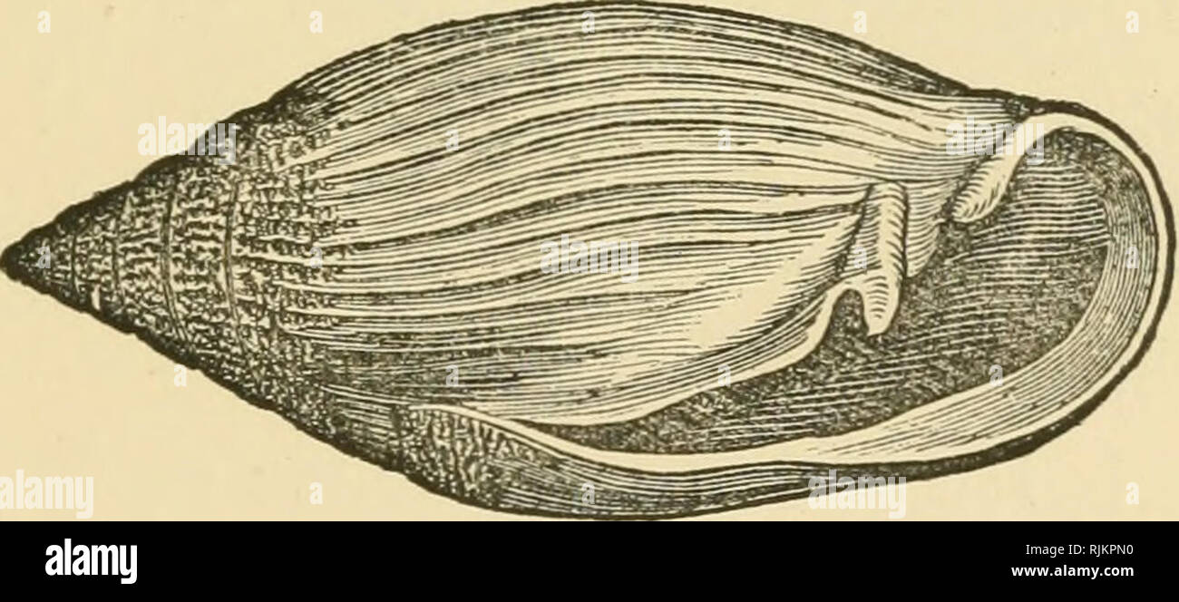 . Beautiful shells; their nature, structure, and uses familiarly ...