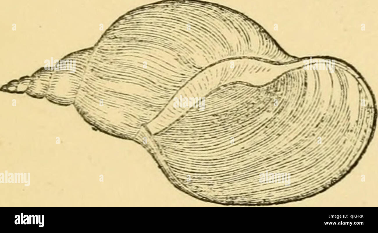 . Beautiful shells : their nature, structure, and uses familiarly ...