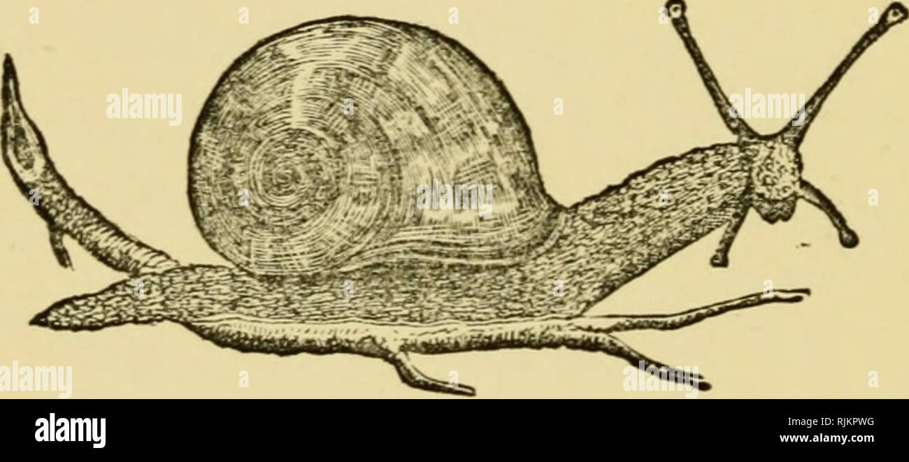 Hare And Tortoise Race High Resolution Stock Photography and Images - Alamy