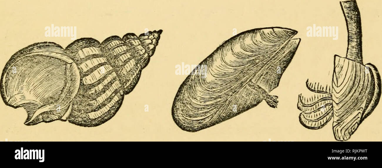 Five distinct shells hi-res stock photography and images - Alamy