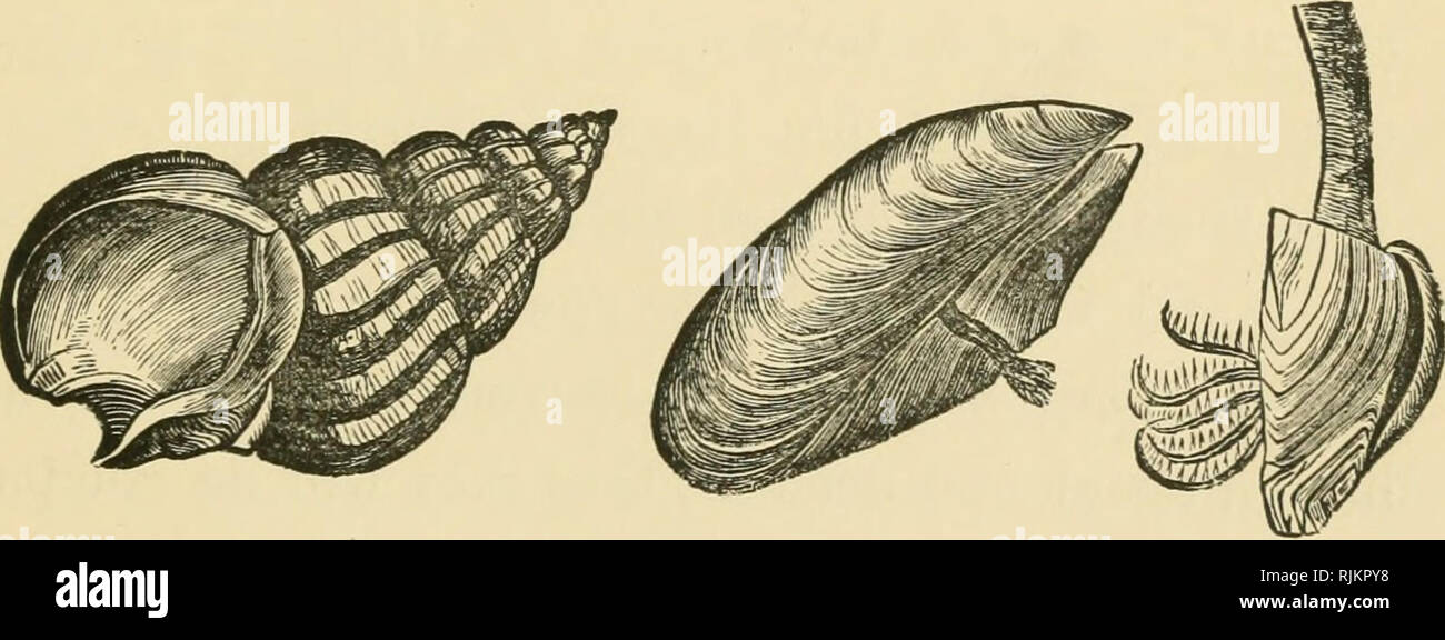 Shell Classification