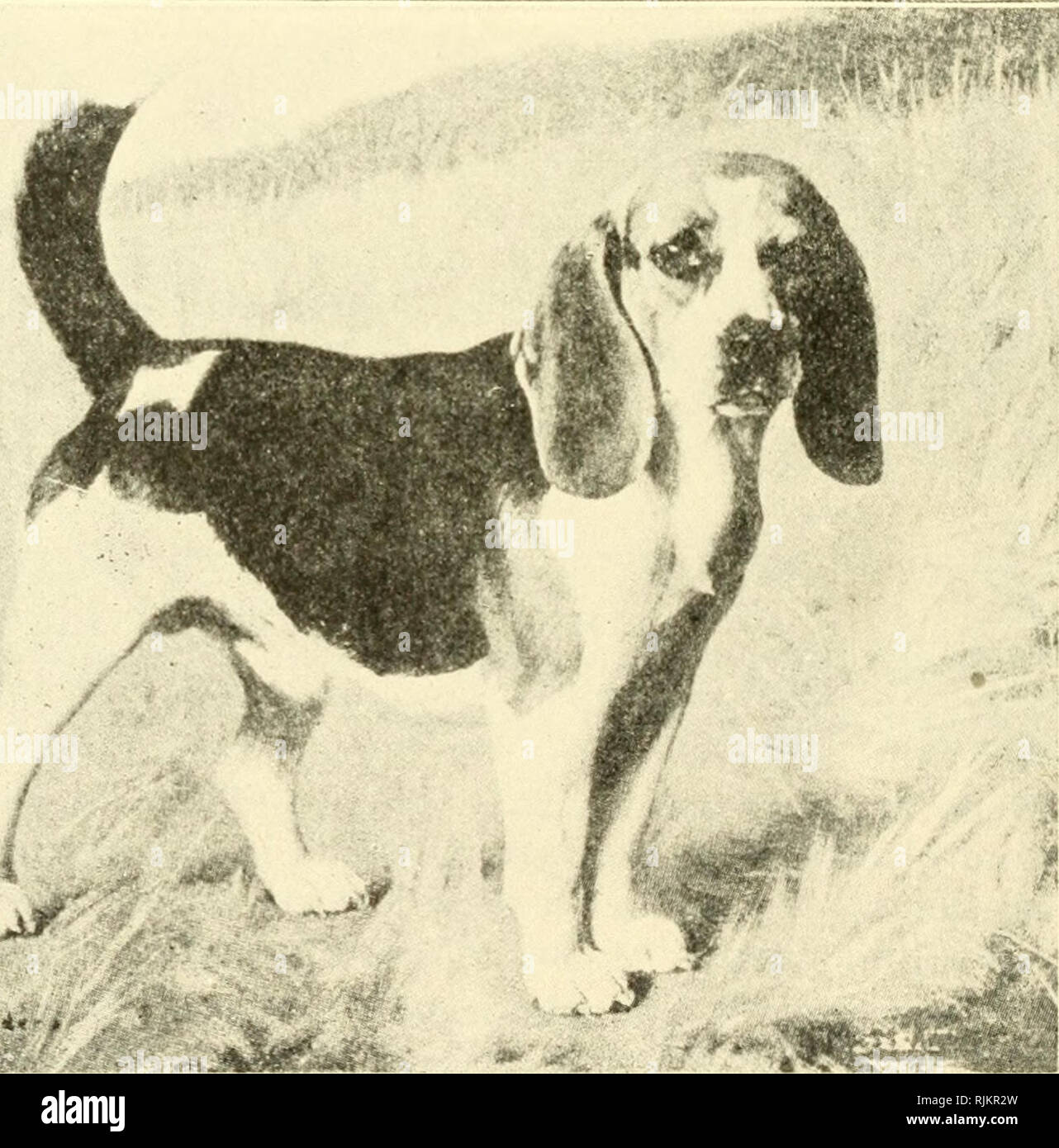 Fat beagle hi-res stock photography and images - Alamy