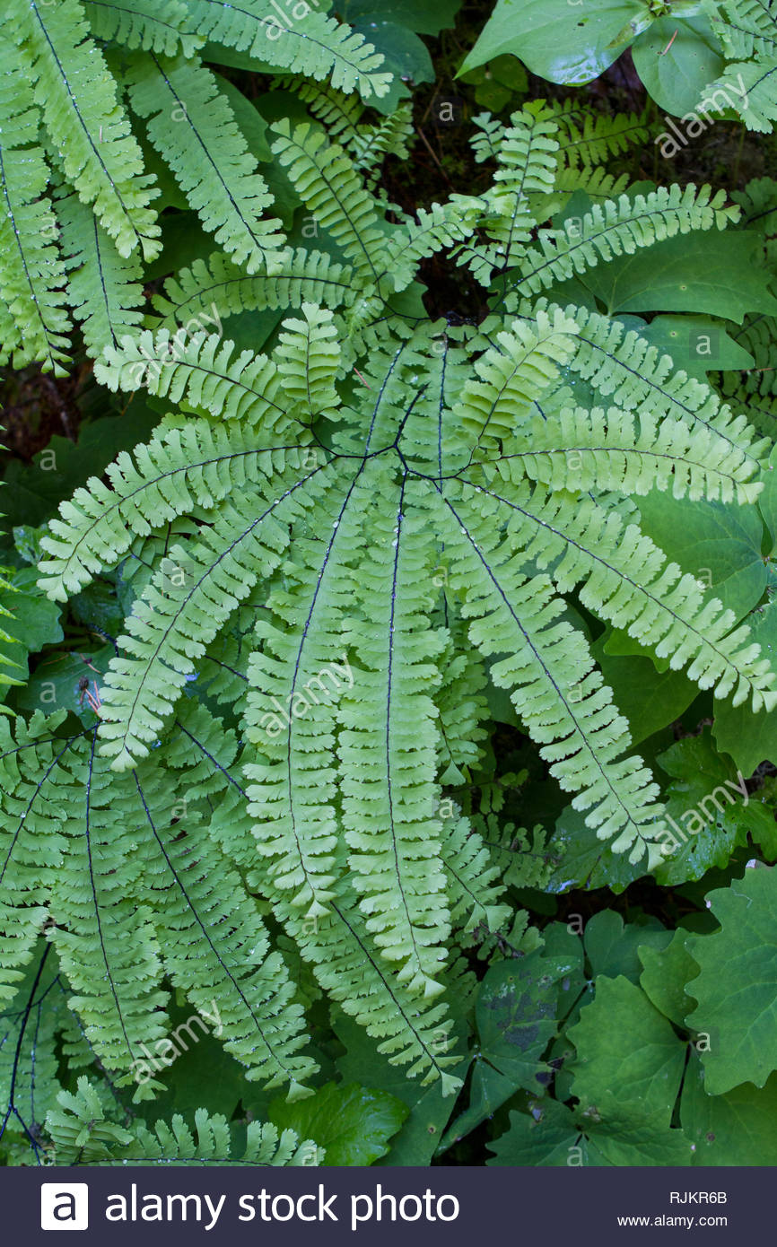 Maidenhair Fern Stock Photos & Maidenhair Fern Stock Images - Alamy