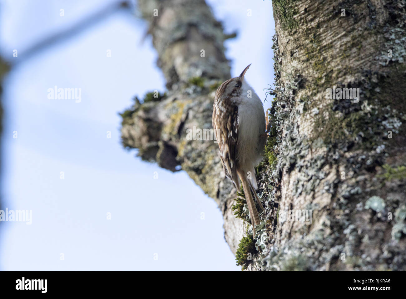 British treecreeper hi-res stock photography and images - Alamy