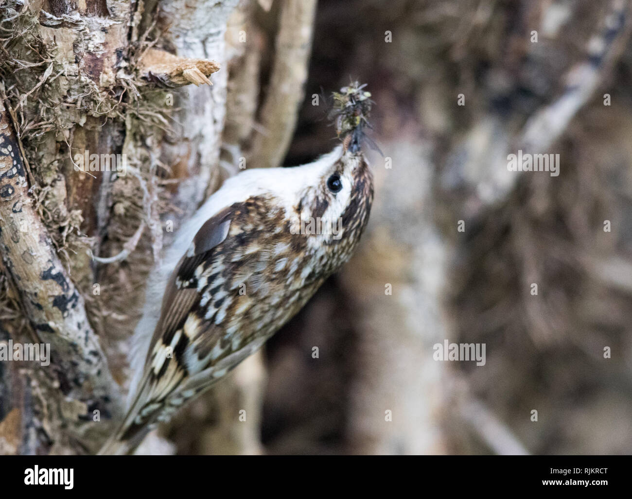 Treecreeper in wild hi-res stock photography and images - Alamy