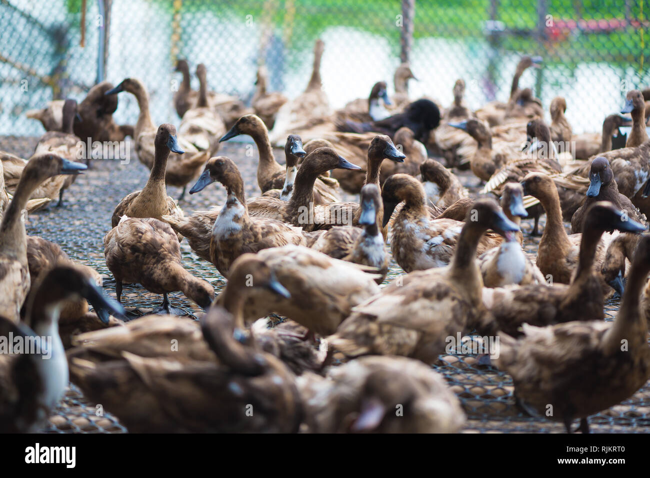Group of ducks in farm, traditional farming in Thailand, animal farm ...