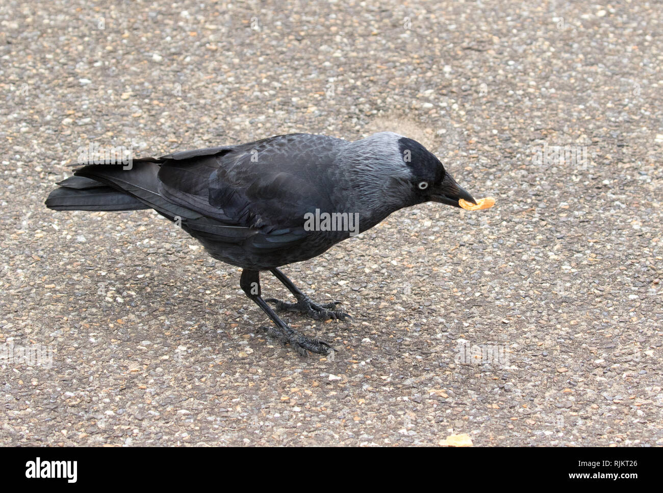 Jackdaw (Coloeus monedula Stock Photo - Alamy