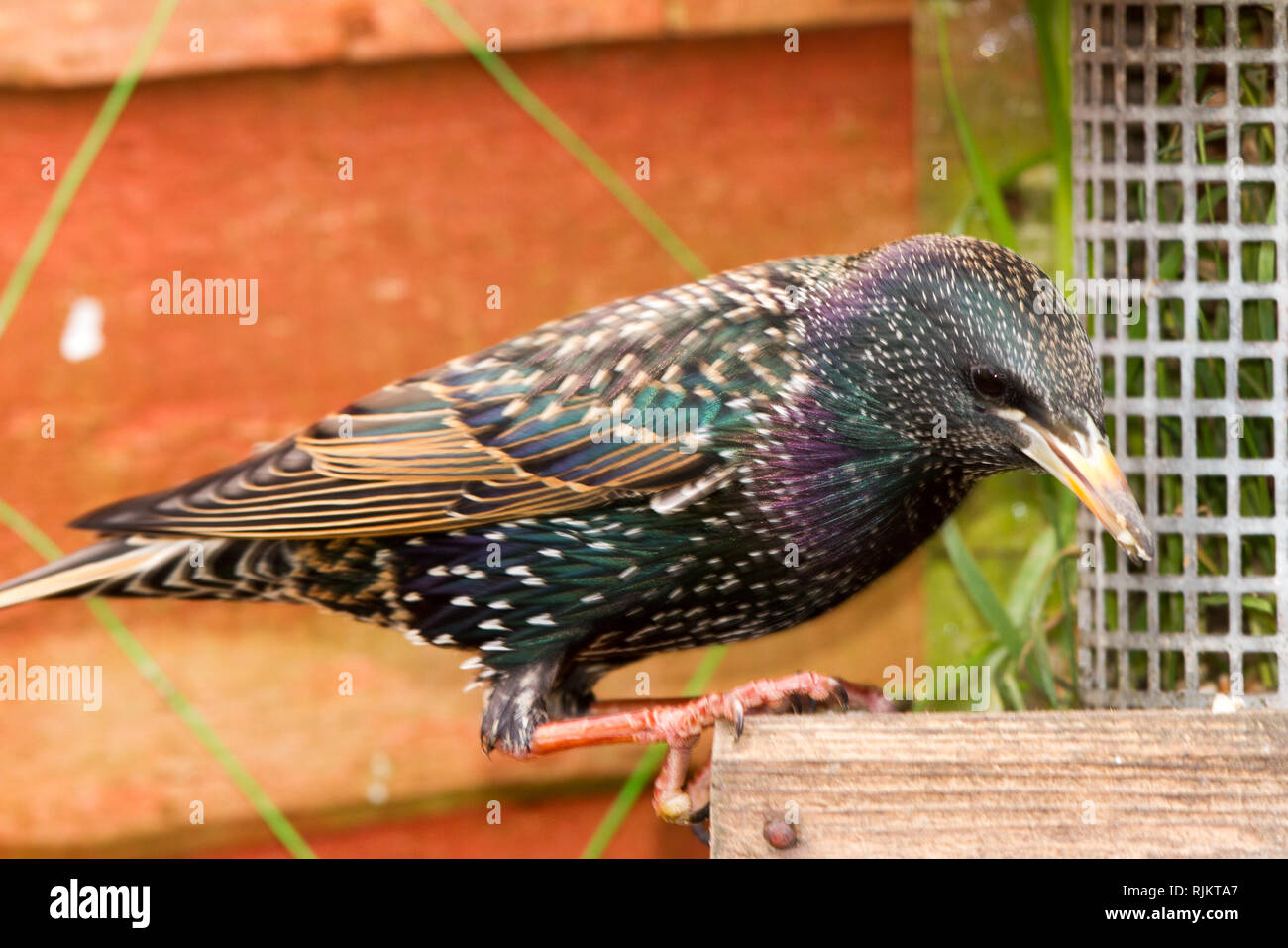 Wildlife starling hi-res stock photography and images - Alamy