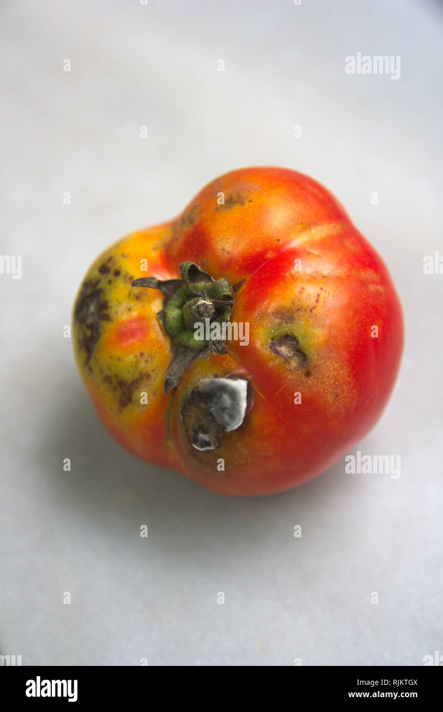Close-up of a tomato with signs of being in poor condition due to the ...
