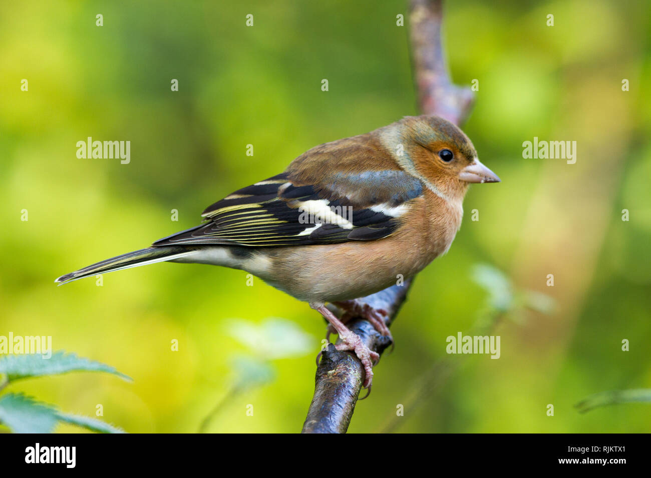Hampshire chaffinch hi-res stock photography and images - Alamy