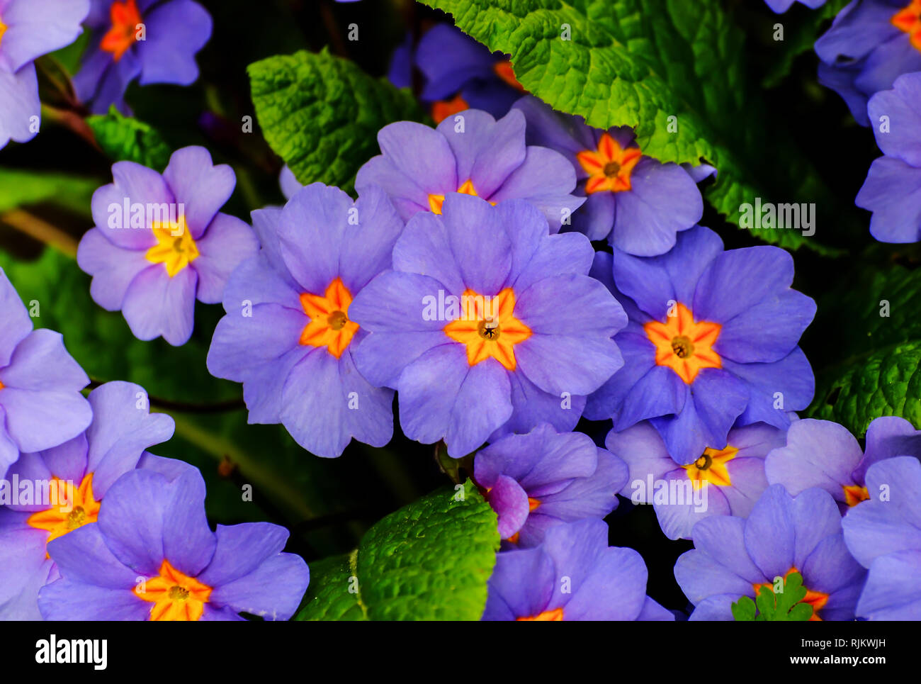 Spring awakening, blue flowers of the primula in spring Stock Photo - Alamy