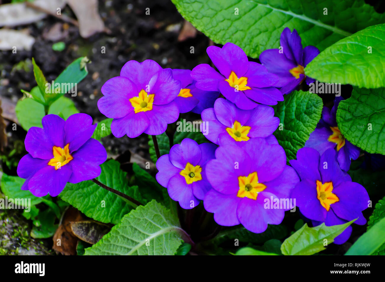 Spring awakening, blue flowers of the primula in spring Stock Photo - Alamy