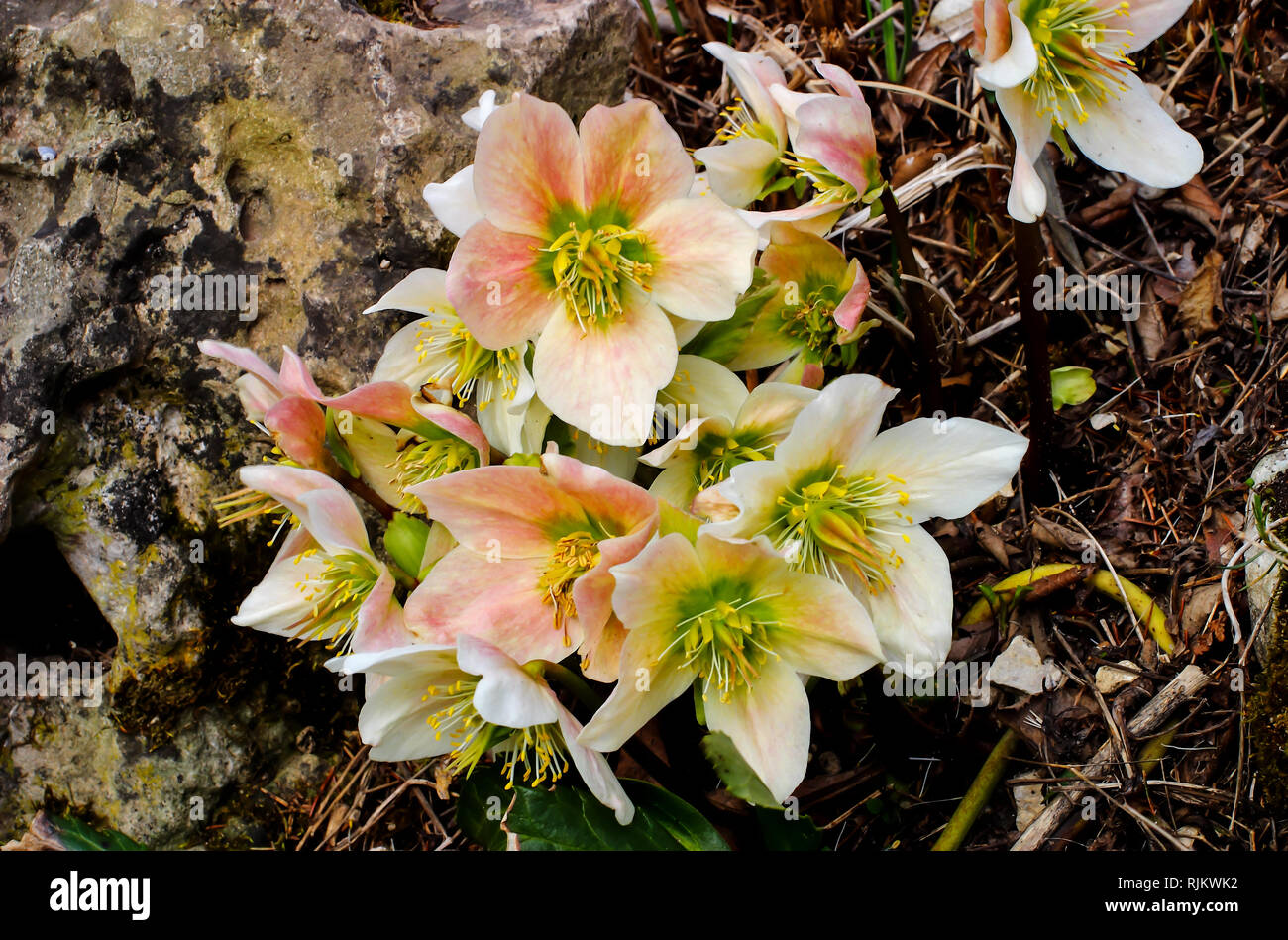 Spring awakening, flowering of the snow lily in spring after winter ...