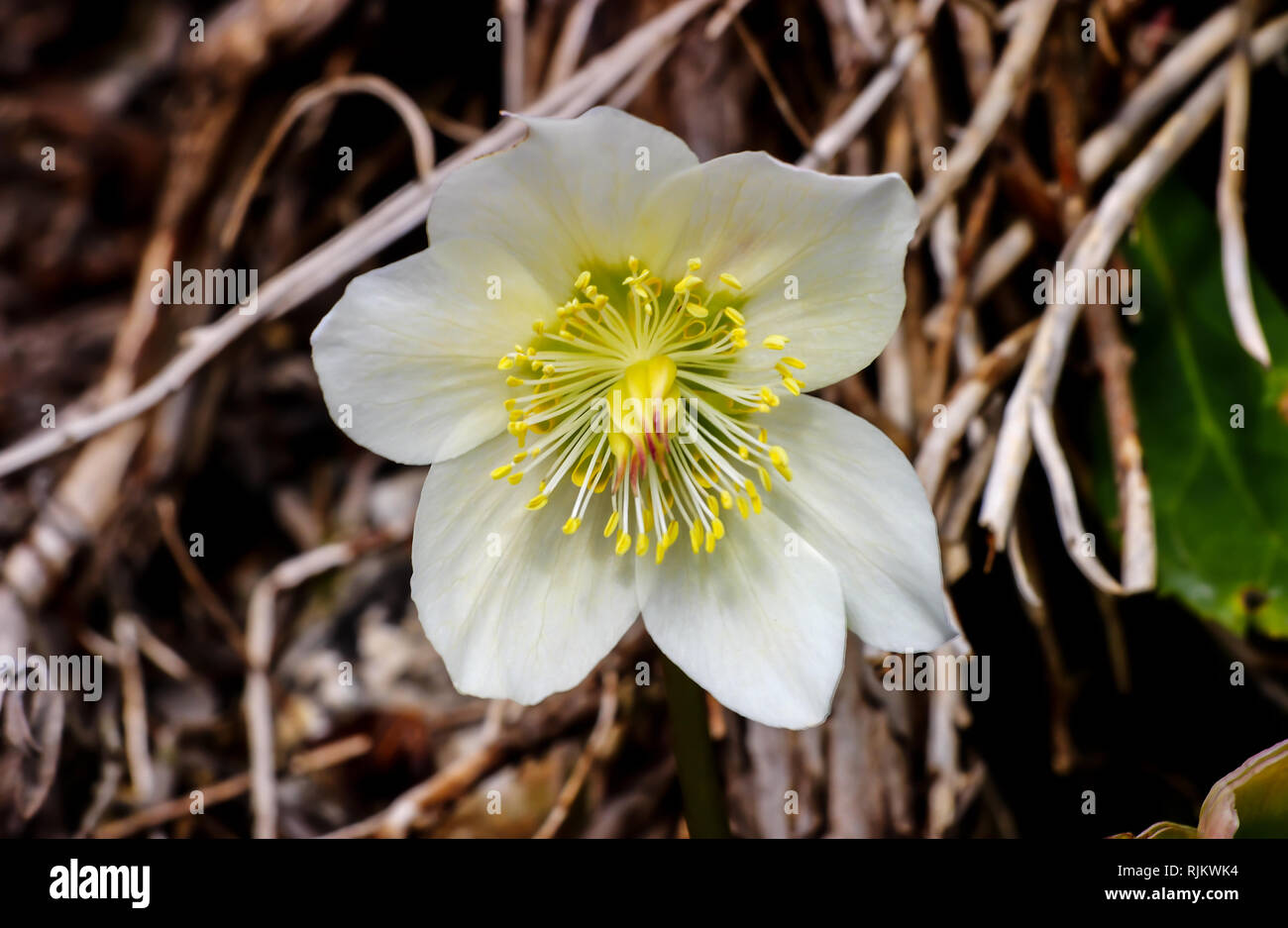 Spring awakening, flowering of the snow lily in spring after winter ...
