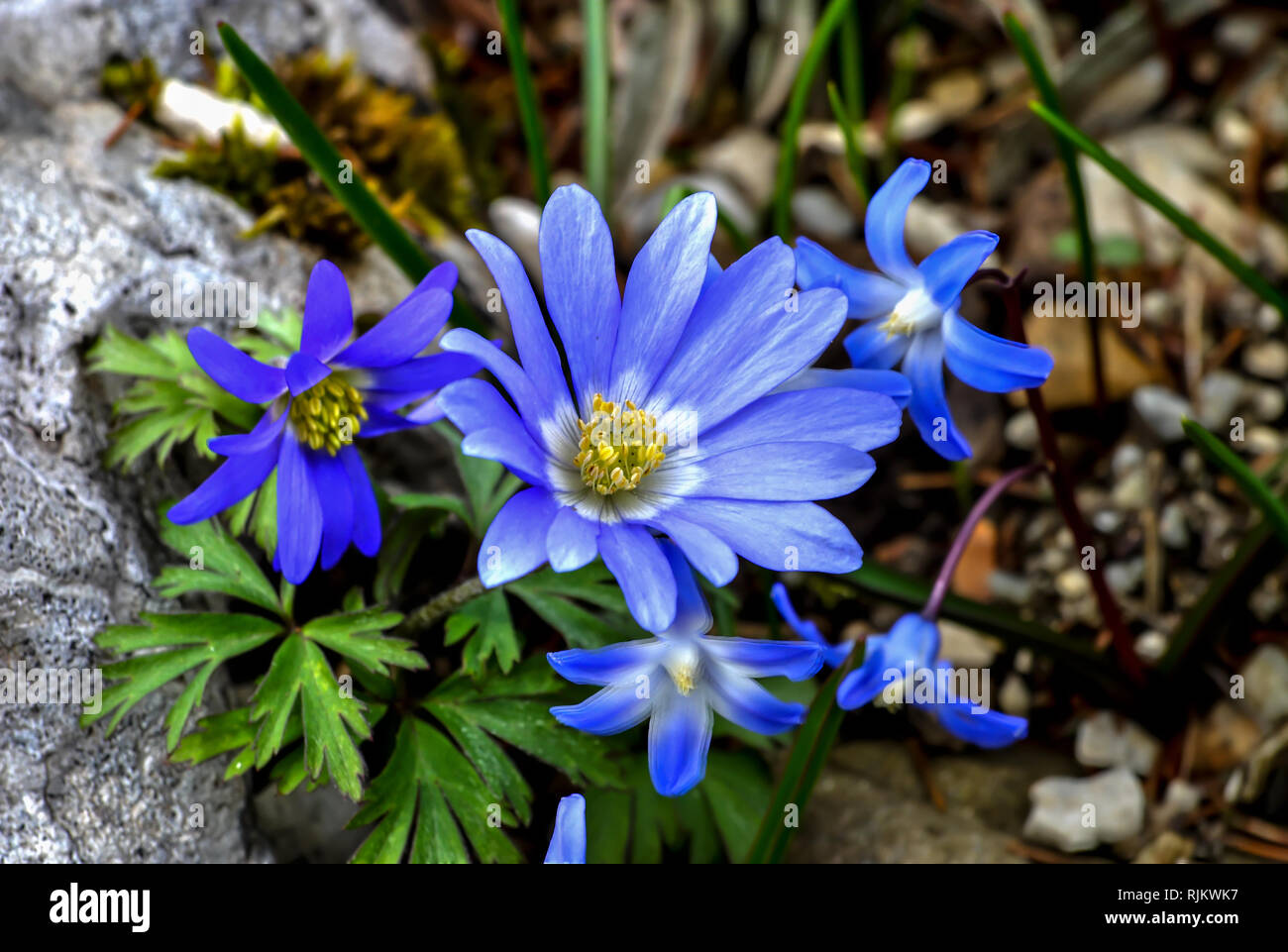 Spring awakening, Anemone flowers in spring, Anemone blanda Stock Photo ...