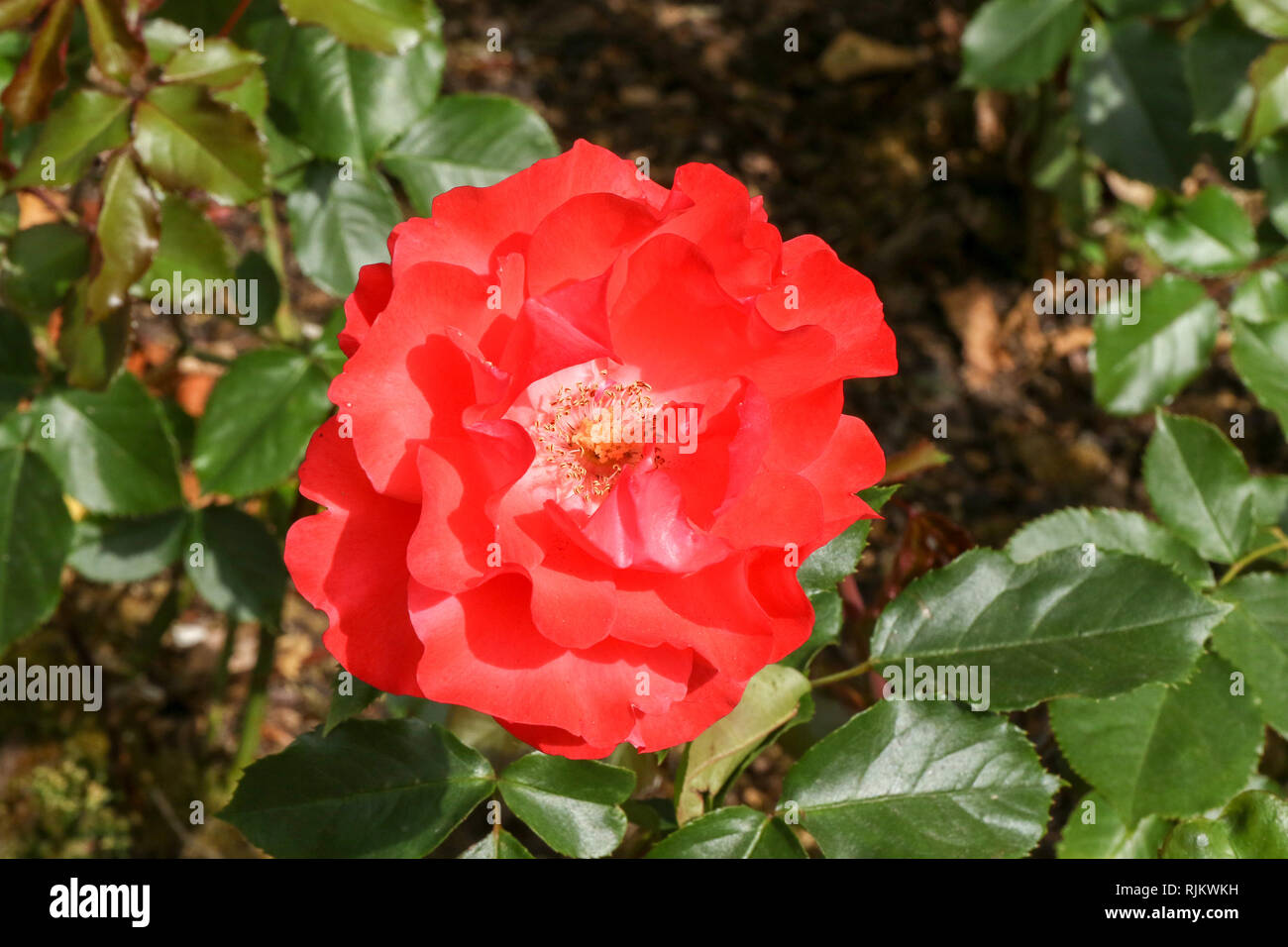 Memento rose growing hi-res stock photography and images - Alamy