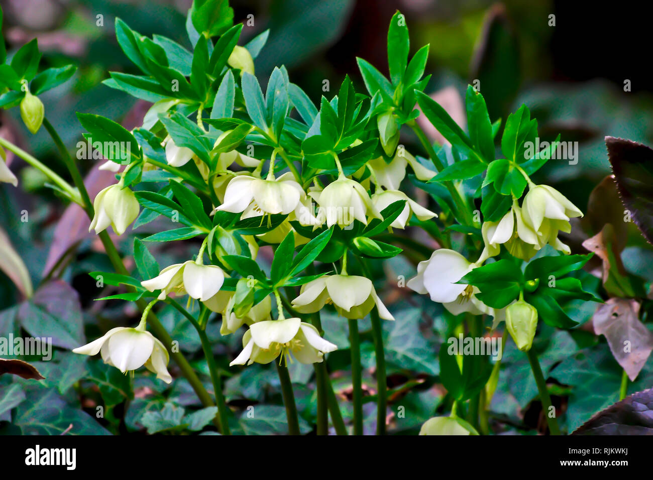 Spring awakening, flowering of the snow lily in spring after winter ...