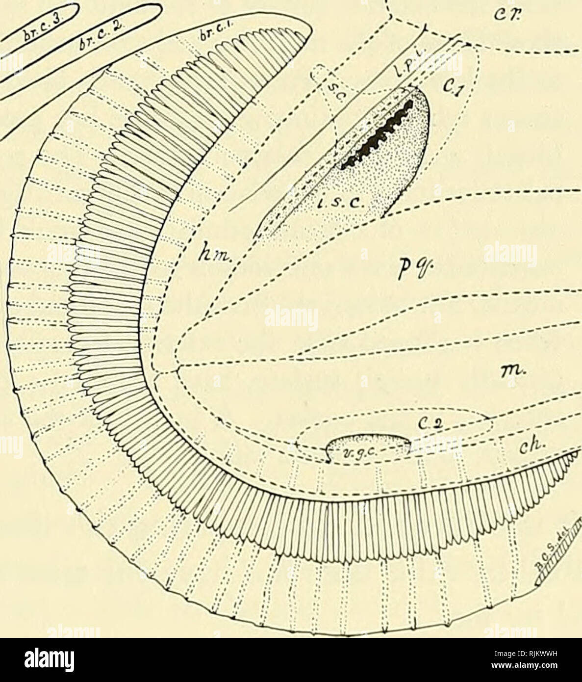 . The Bashford Dean memorial volume :. Fishes; Sharks; Fishes, Fossil ...