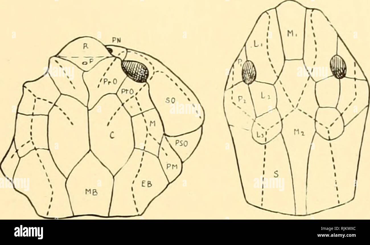 Dinichthys hi-res stock photography and images - Alamy