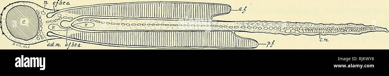 . The Bashford Dean memorial volume :. Fishes; Sharks; Fishes, Fossil ...