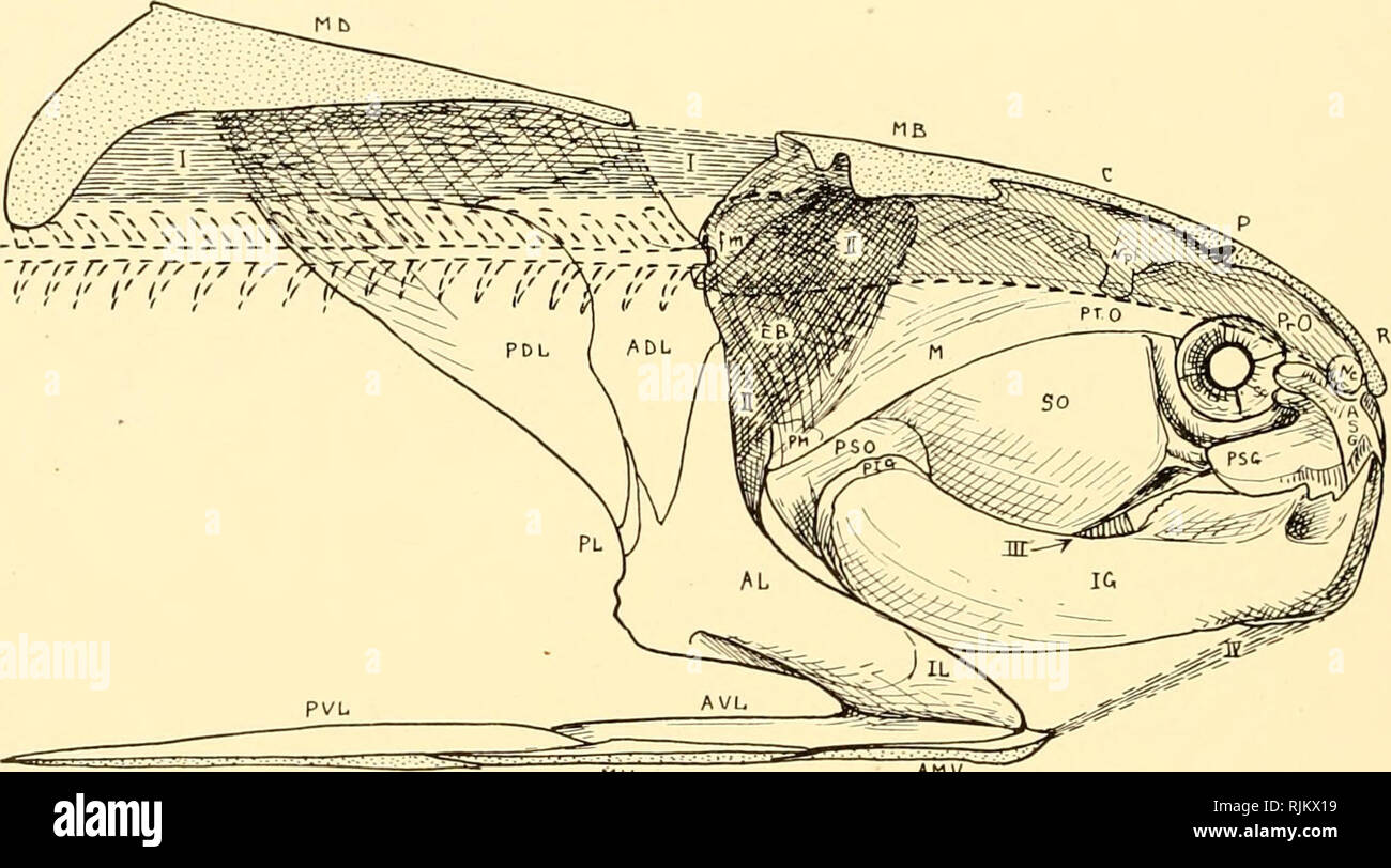Dinichthys hi-res stock photography and images - Alamy