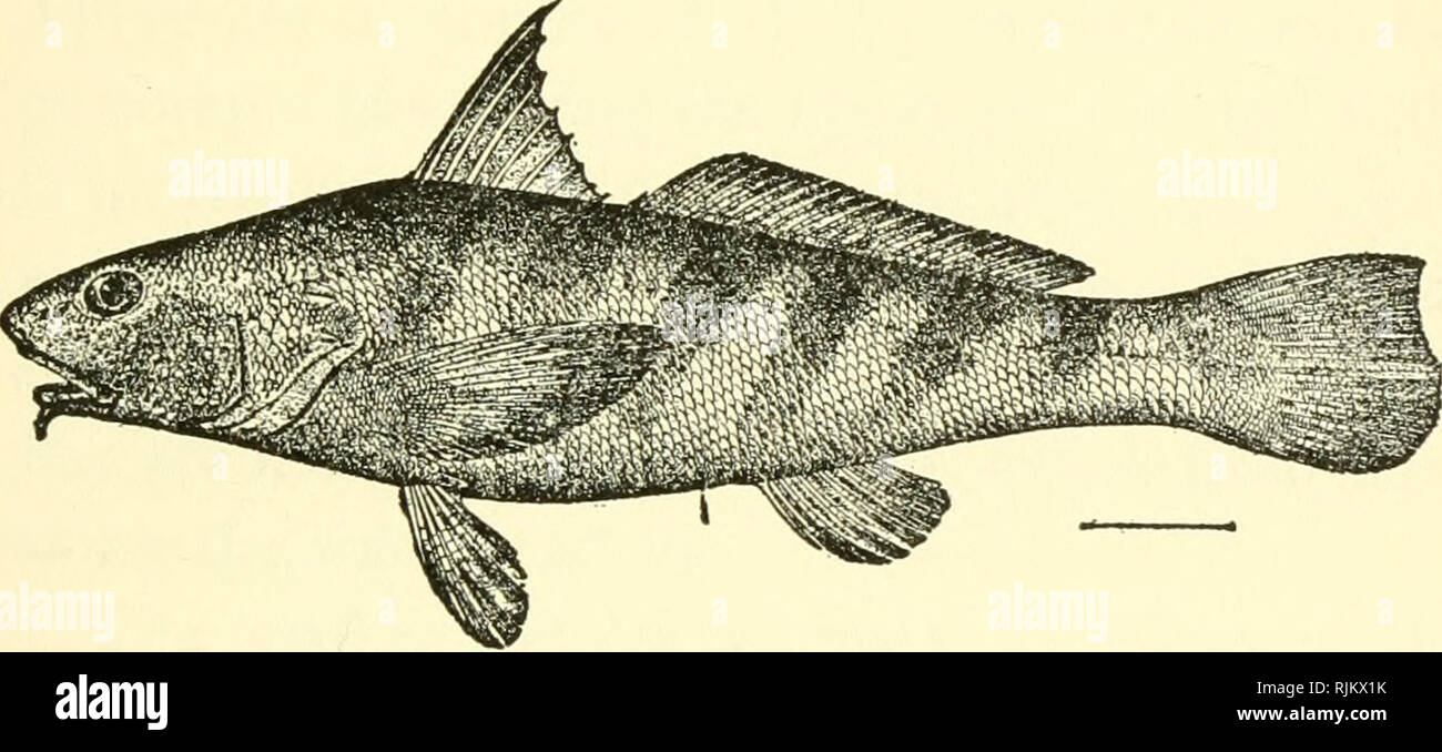 Cynoscion regalis hi-res stock photography and images - Alamy