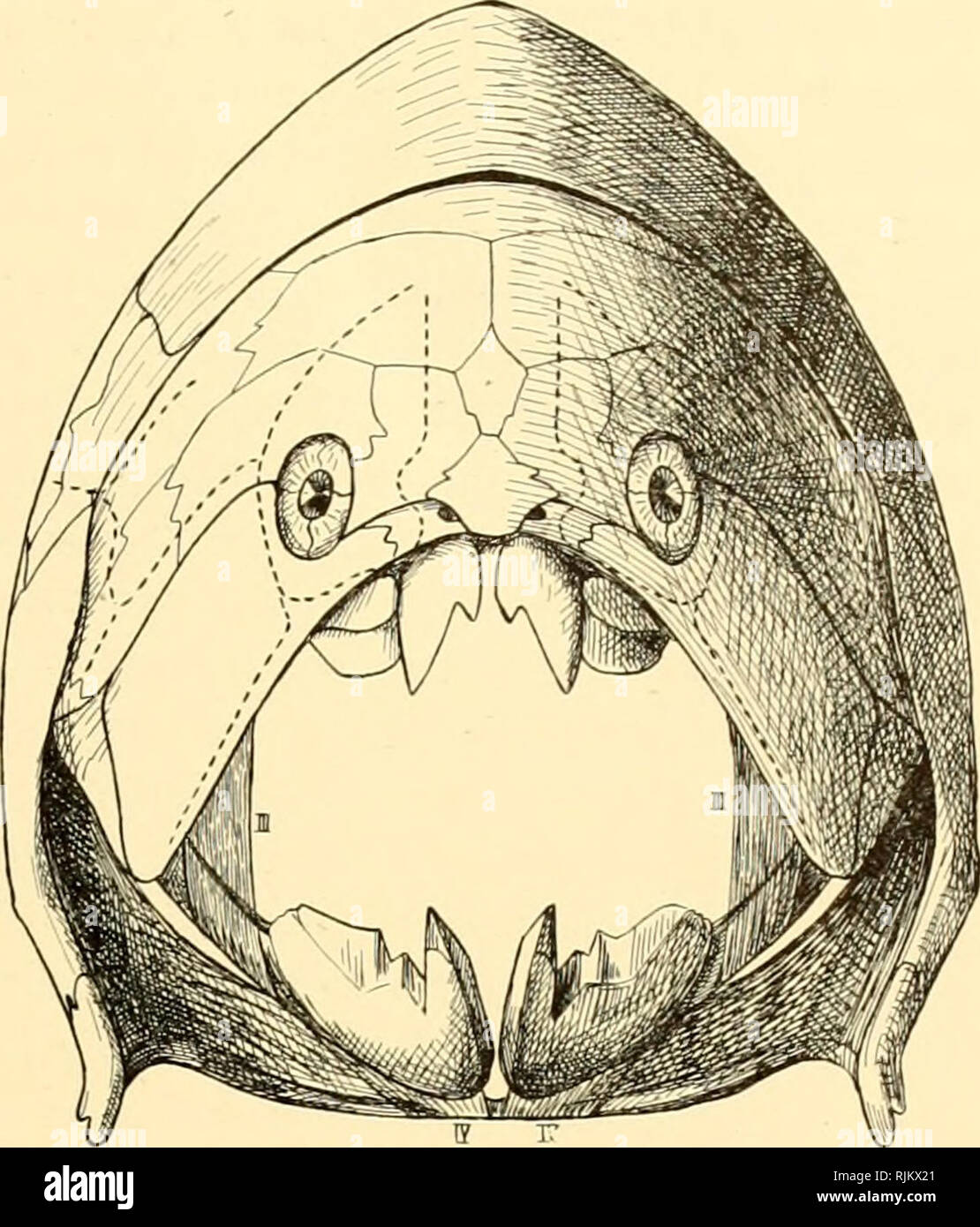 Dinichthys hi-res stock photography and images - Alamy