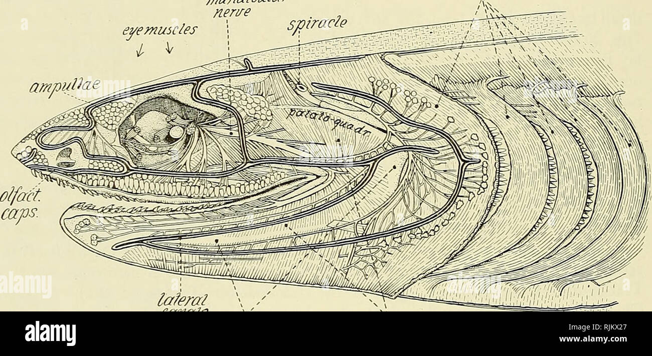 . The Bashford Dean memorial volume :. Fishes; Sharks; Fishes, Fossil ...