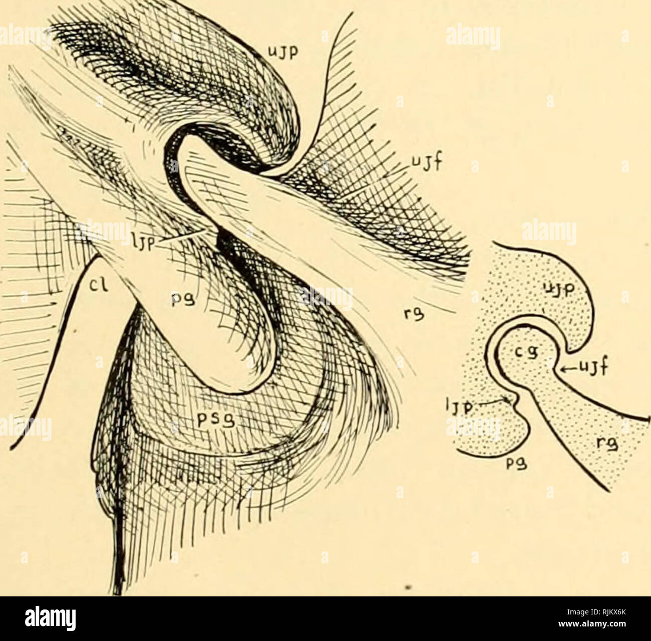 Dinichthys hi-res stock photography and images - Alamy